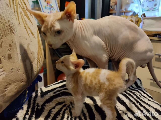 Донской сфинкс браш котята