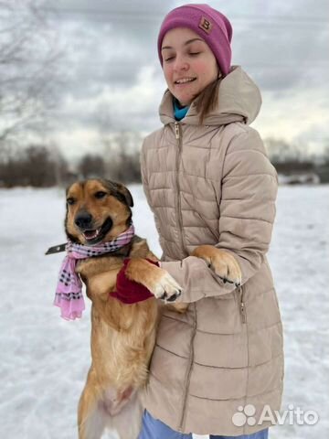 Волшебная домашняя собака очень нуждается в доме