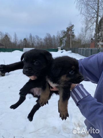 Немецкая овчарка