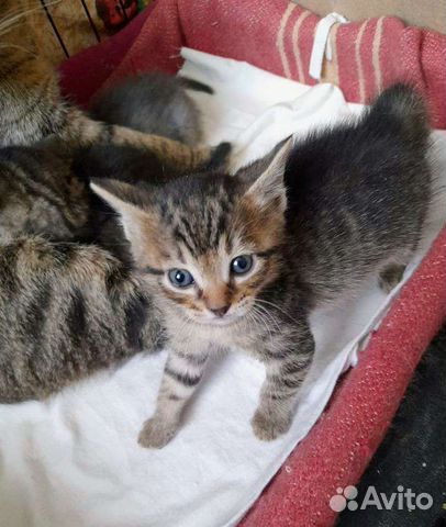 Котята в добрые руки бесплатно