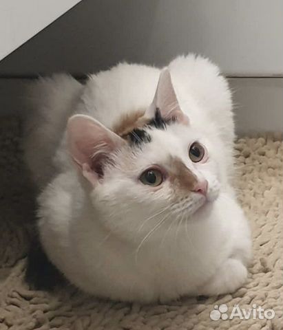 Кошечка подросток