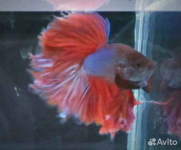 Живая рыба