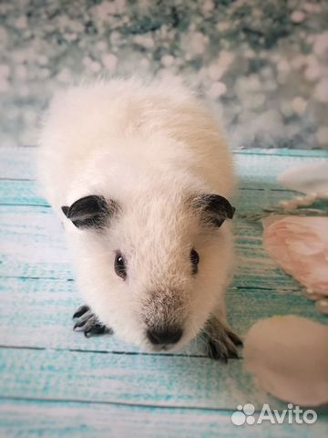 Морская свинка рекс калифорния