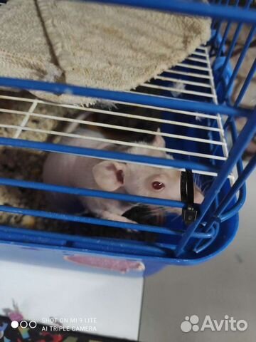 Крыса сфинкс