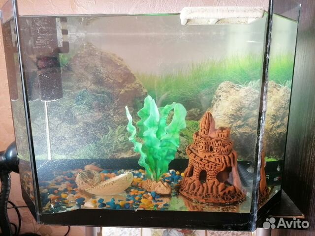 Аквариум с рыбками