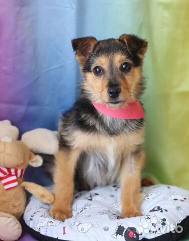 Щенок Фортуна