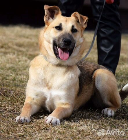 Собака Ева в дар