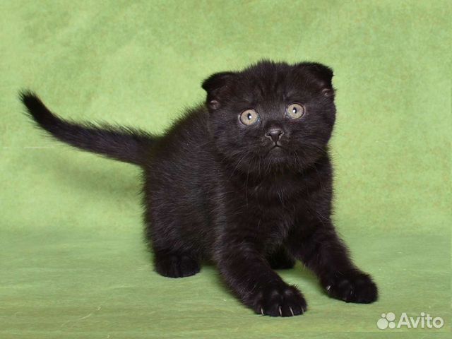 Манчкин фолд