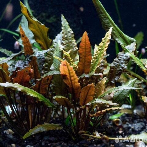 Криптокарина прополка