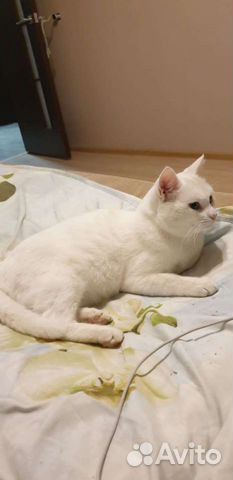 Кошка