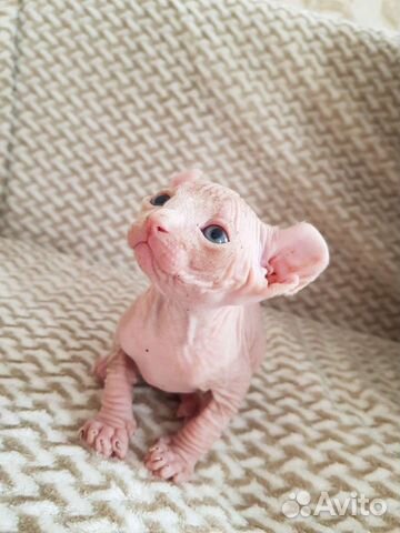 Резиновые голубоглазые канадские сфинксы и эльфы