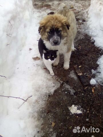 Щенок, помесь Алабая, мальчик