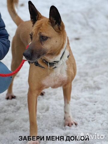 Собаке очень нужна семья