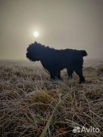 Русский черный терьер в дар опытным
