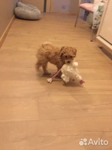 Той пудель щенок