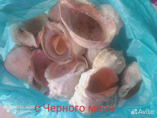 Морские ракушки с (Черного моря)