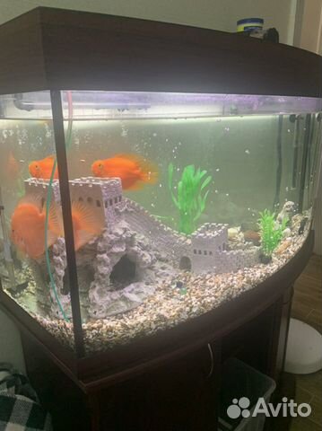 Рыбки попугаи