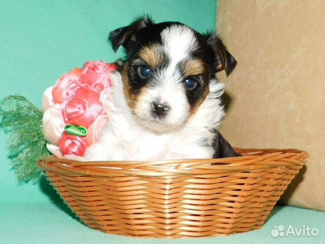 Бивер мальчик