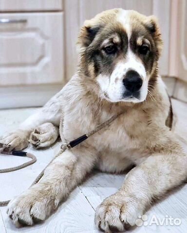 Среднеазиатская овчарка алабай щенки