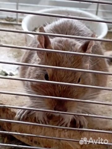 Дегу в добрые руки с клеткой