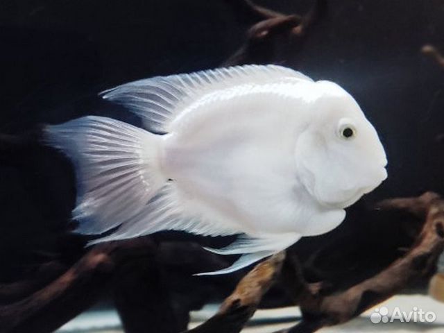 Попугай платина. Рыбки. Фильтр. Аквариум