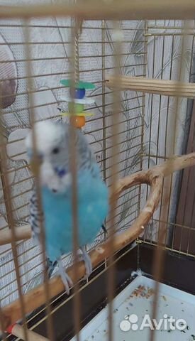 Говорящий попугай