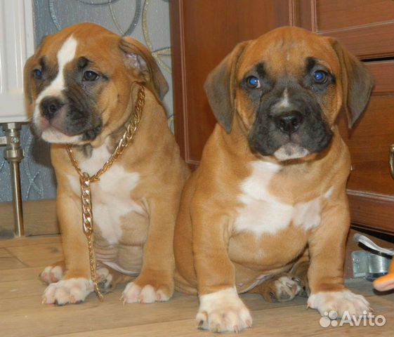 Американские булли