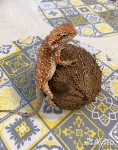 Бородатая агама