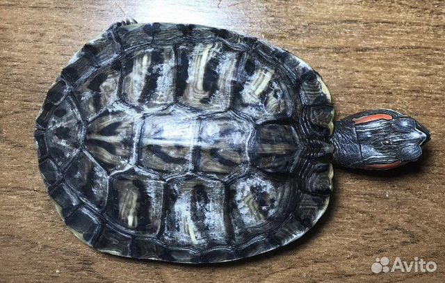 Красноухая черепаха