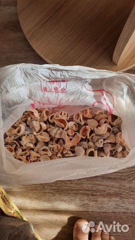 Ракушка черноморские