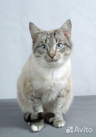 Спасенный тайский котик Арамис в добрые руки