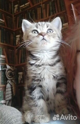 Котенок британский мрамор на золоте