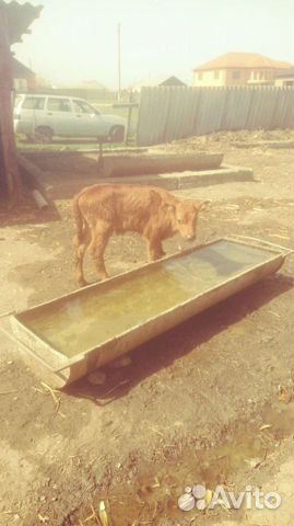Теленок бычок