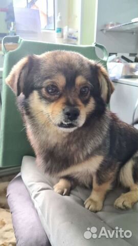 Щенок около года