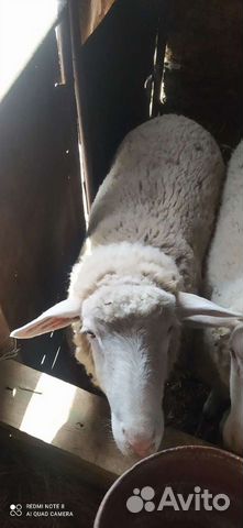 Продам или обменяю барана на барана