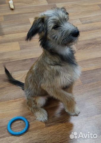 Собачка в добрые руки