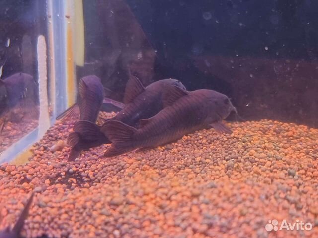 Коридорас блэк венесуэла