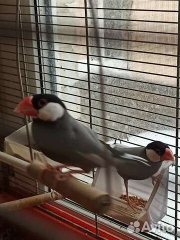 Рисовые амадины