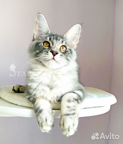 Котята мен-кун серебро