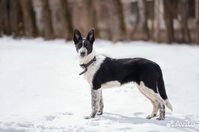Классная щенулька-подросток Терра в добрые руки