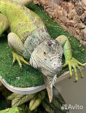 Ящерица с террариумом