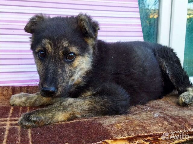 Щенок Алекс