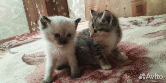 Кошка в дар