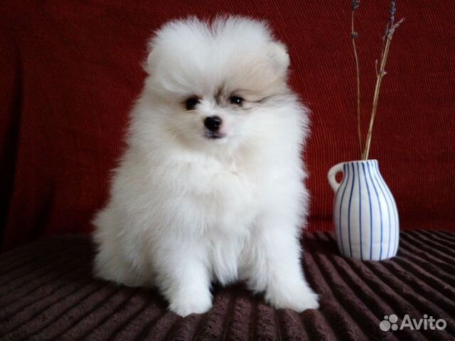 Шпиц щенок девочка