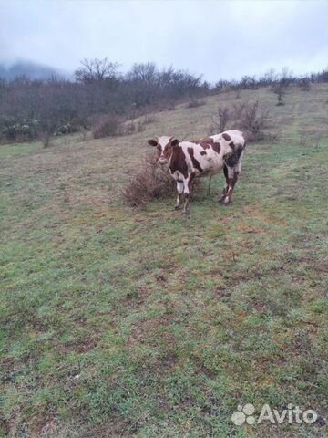 Продам двух тёлок