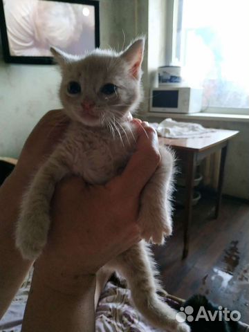 Котята в добрые руки бесплатно