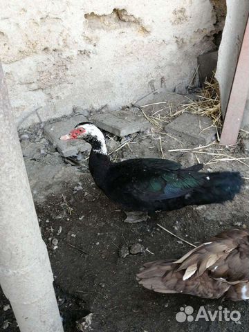 Селезень индоутак