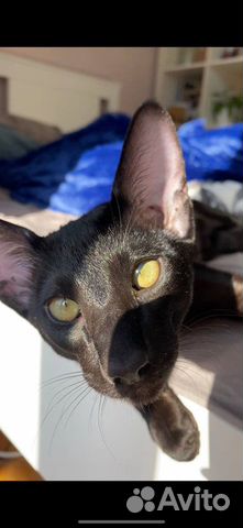 Кошка