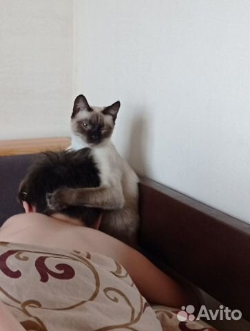 Кошка