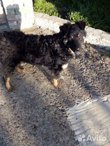 Собака в добрые руки щенок 5месяцев